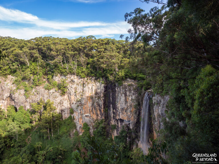 Best Walks in Springbrook National Park: A Practical Guide (2026)